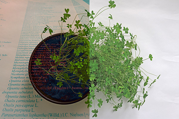 [short talk, 2023] Between useful and useless plants - maarqa.com